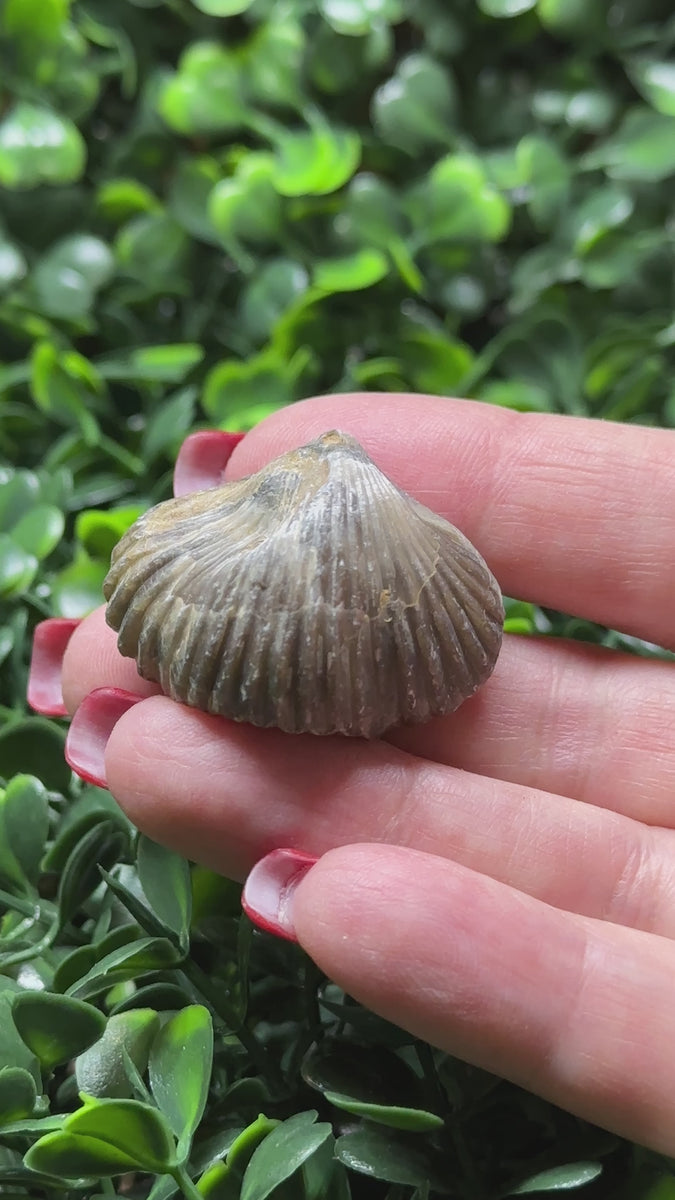 Rhynchonellida Brachiopod Fossil Shell - Moroccan Specimen – VAEL Designs